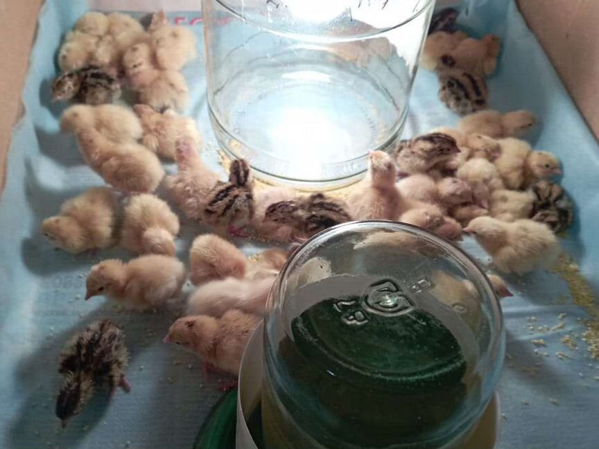 Перепелки суточные