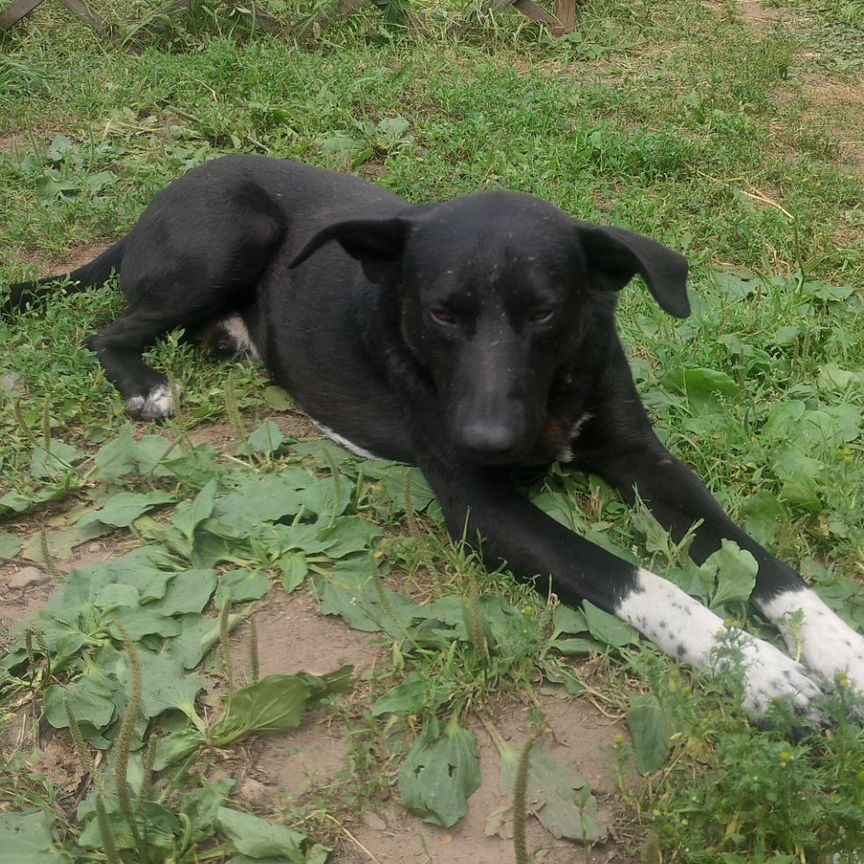 Взрослый пёс в добрые руки