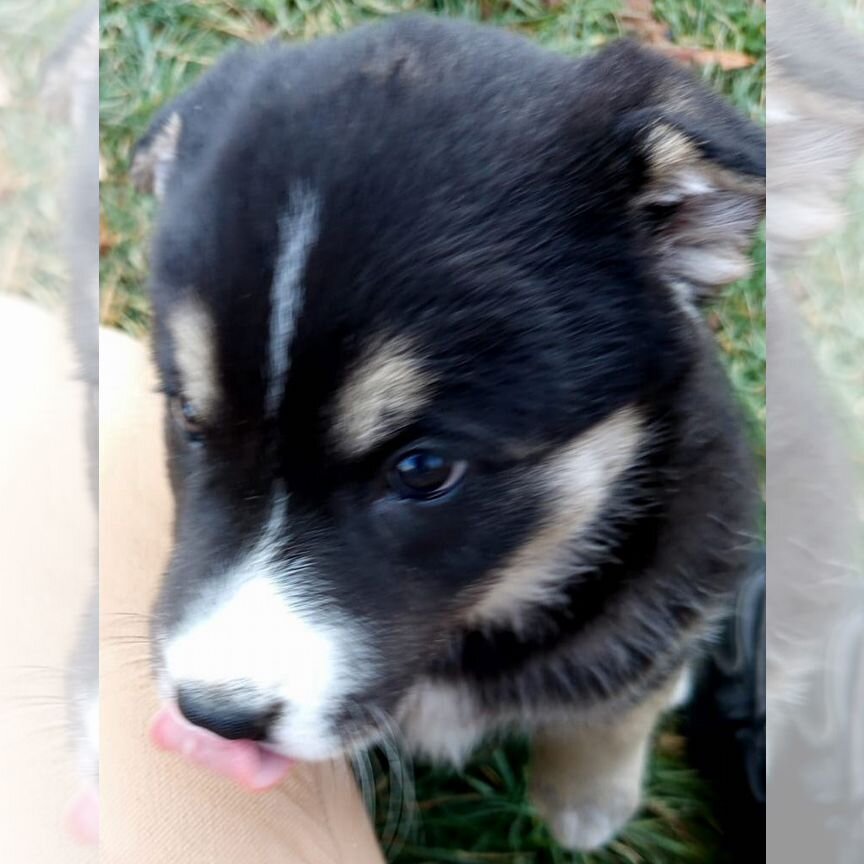 Самоедская собака, щенок