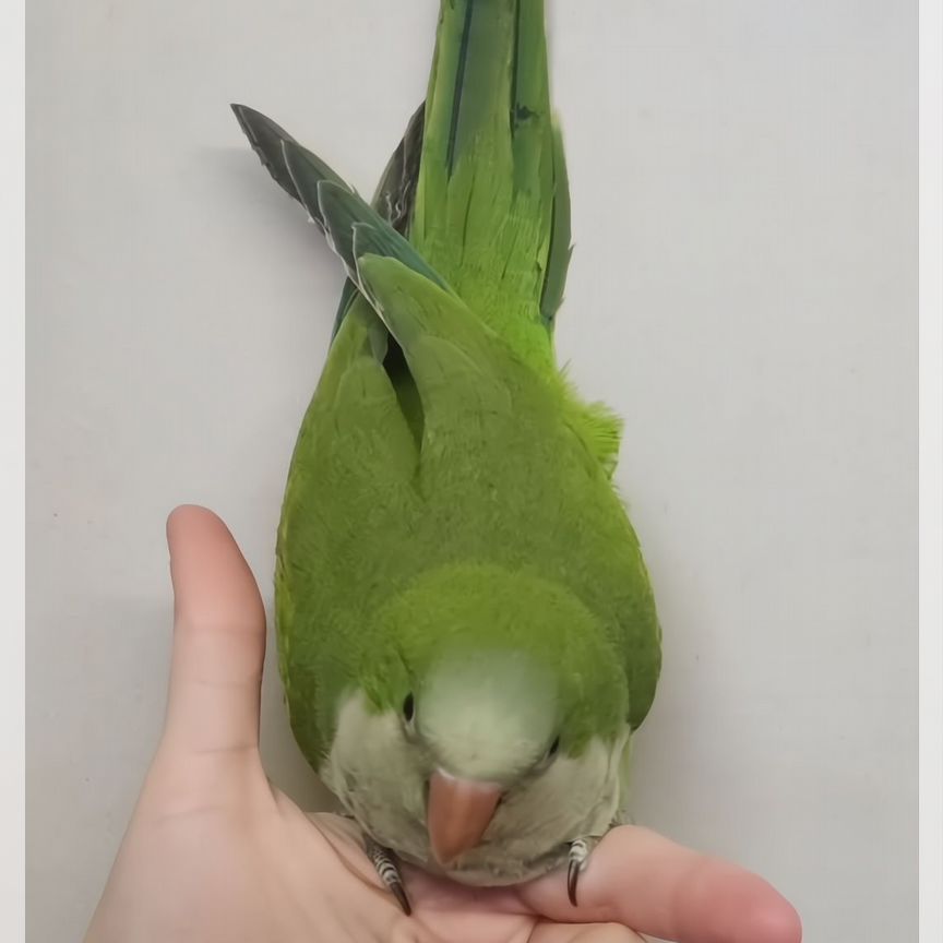 Калита монах квакер говорящий