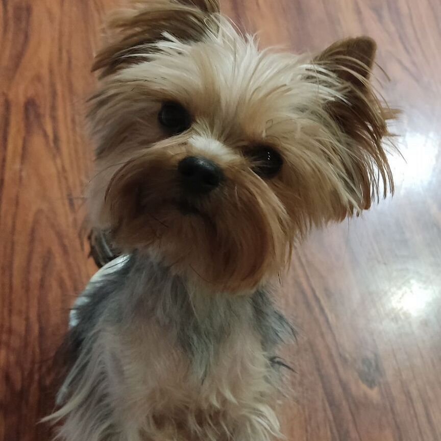 Щенки йорка, Мальчишки для вязки