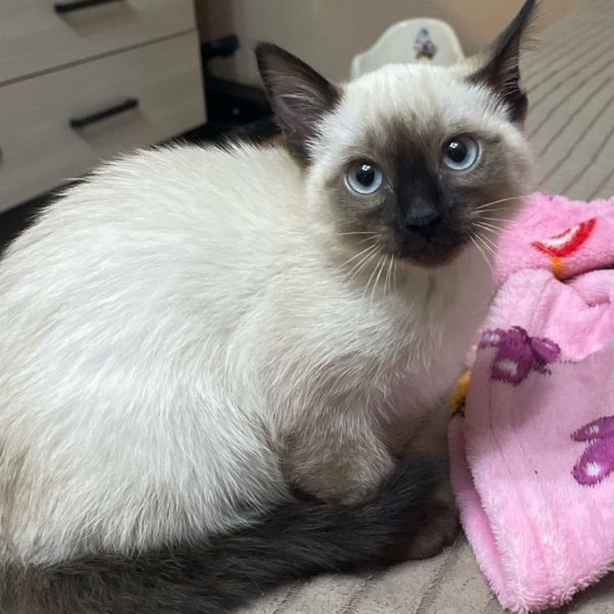 Сиамский котёнок
