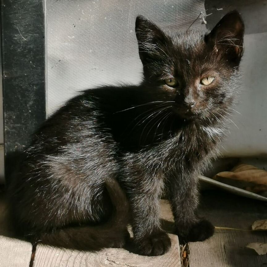 Милейшие котятки в заботливые руки