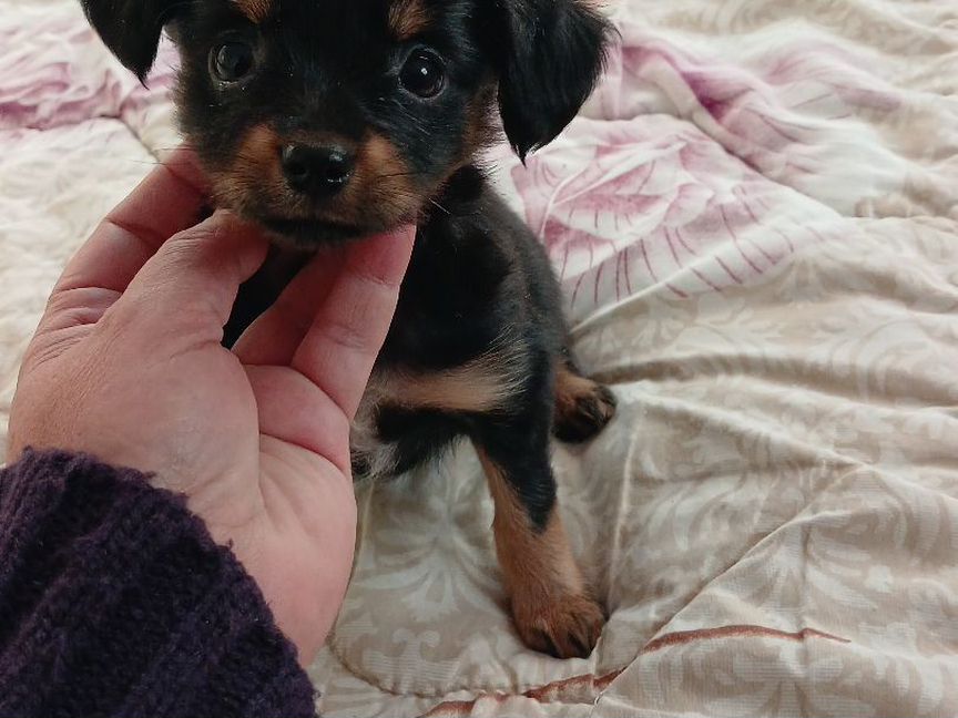 Красавица тойчик девочка