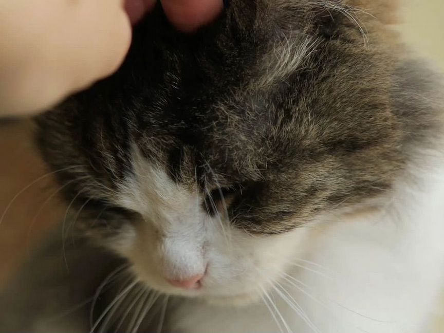 Кот-специальный агент