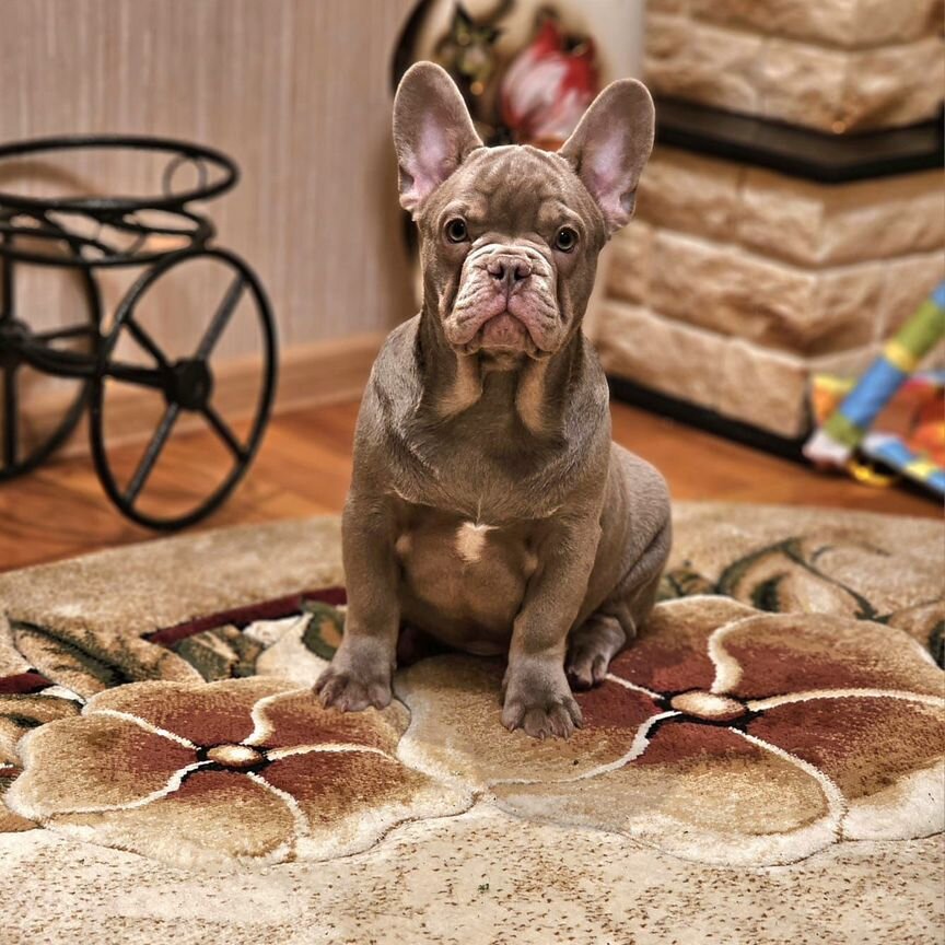 Изабелла мальчик