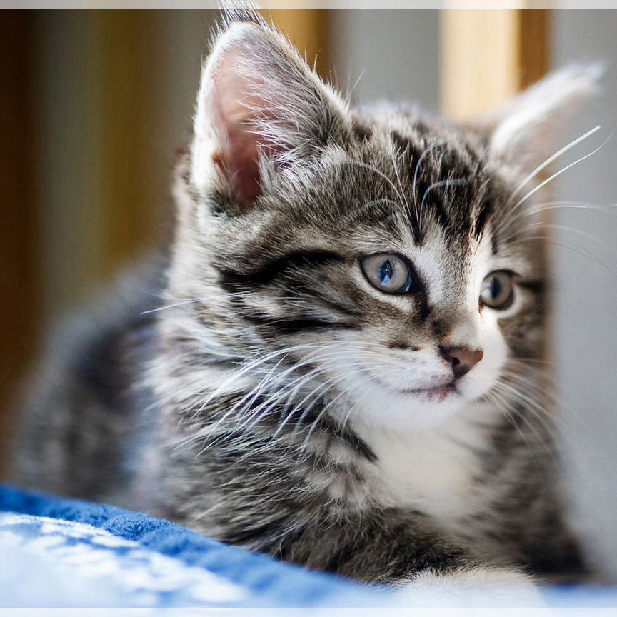 Котёнок в добрые руки