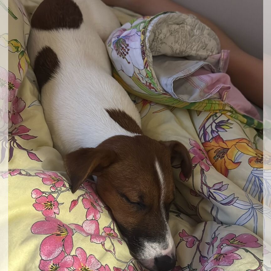 Джек-рассел-терьер, щенок