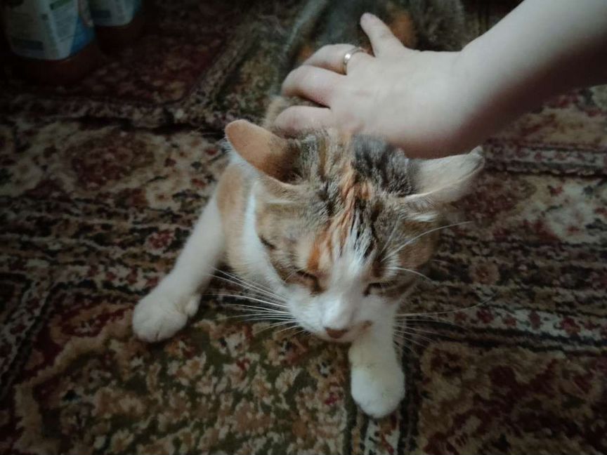 Кошка в дар бесплатно