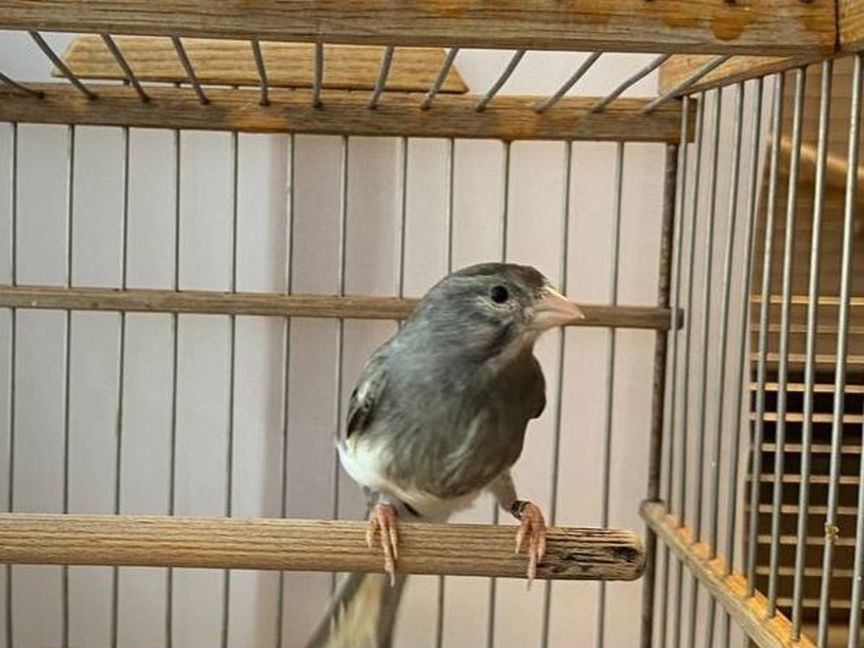 Кенар