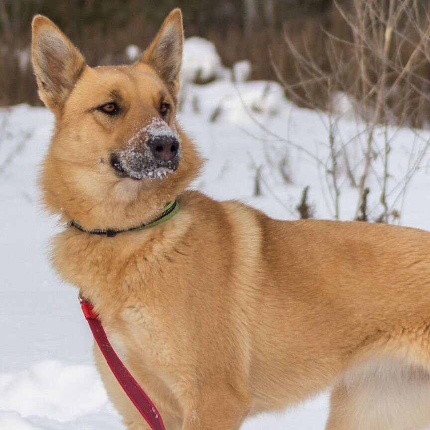 Взрослая собака в добрые руки
