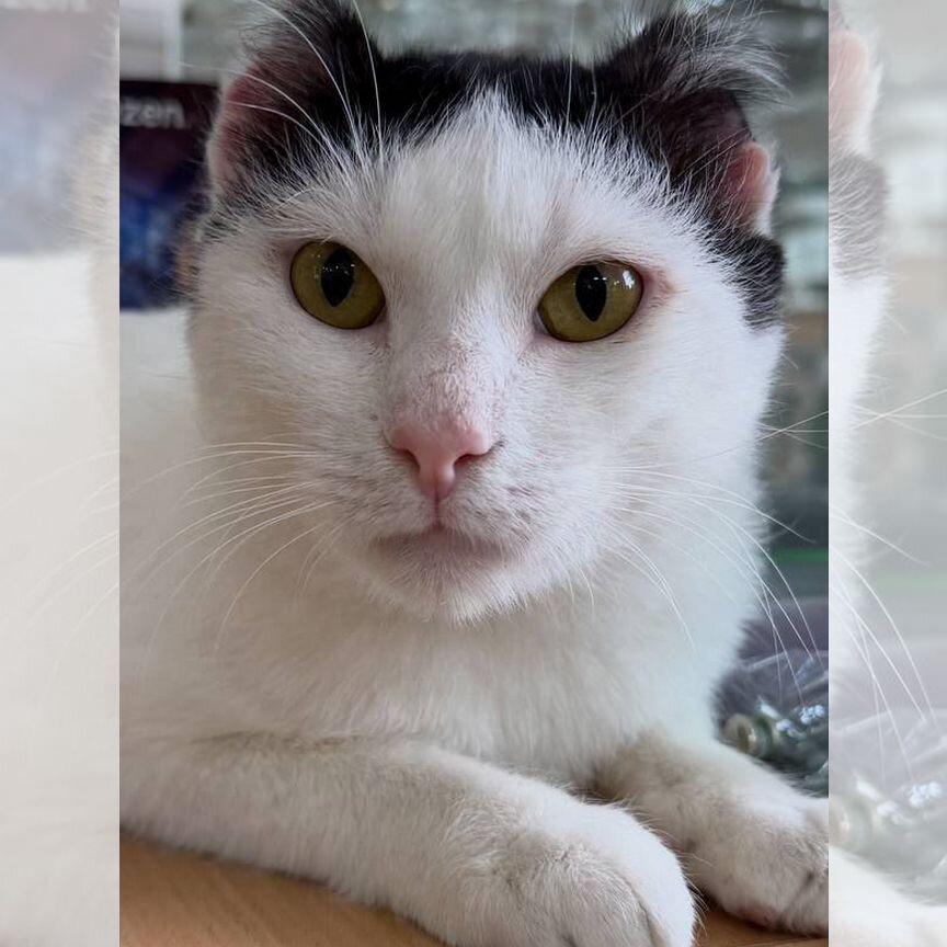 Взрослый кот в добрые руки