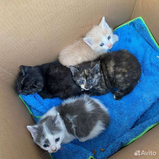 Кошкины дети