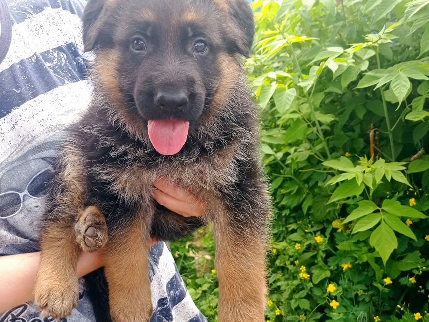 Щенки Немецкая Овчарка