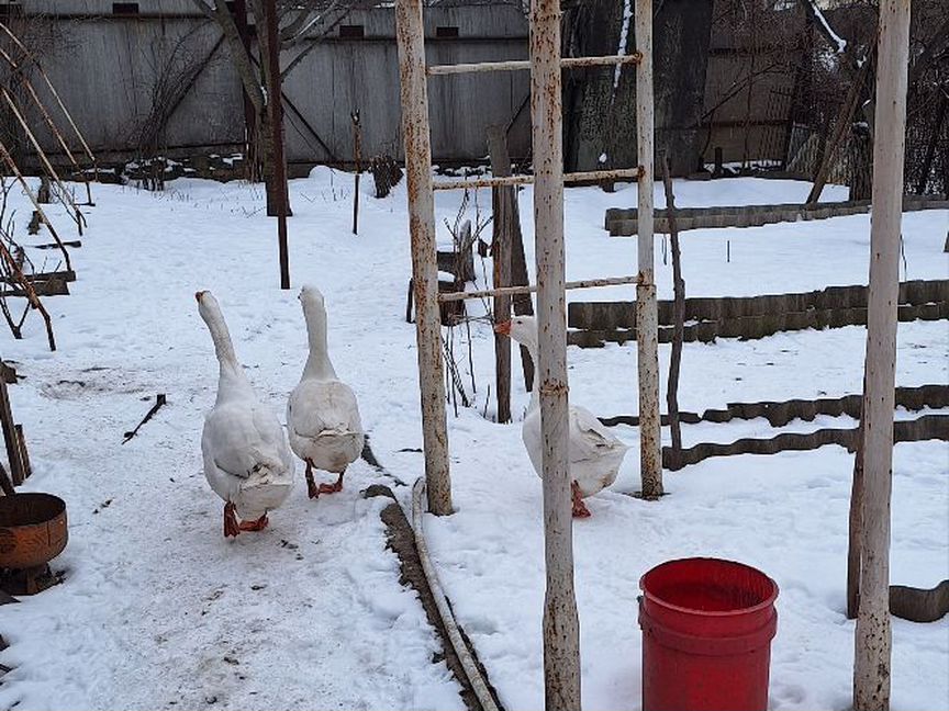 Семья гусей