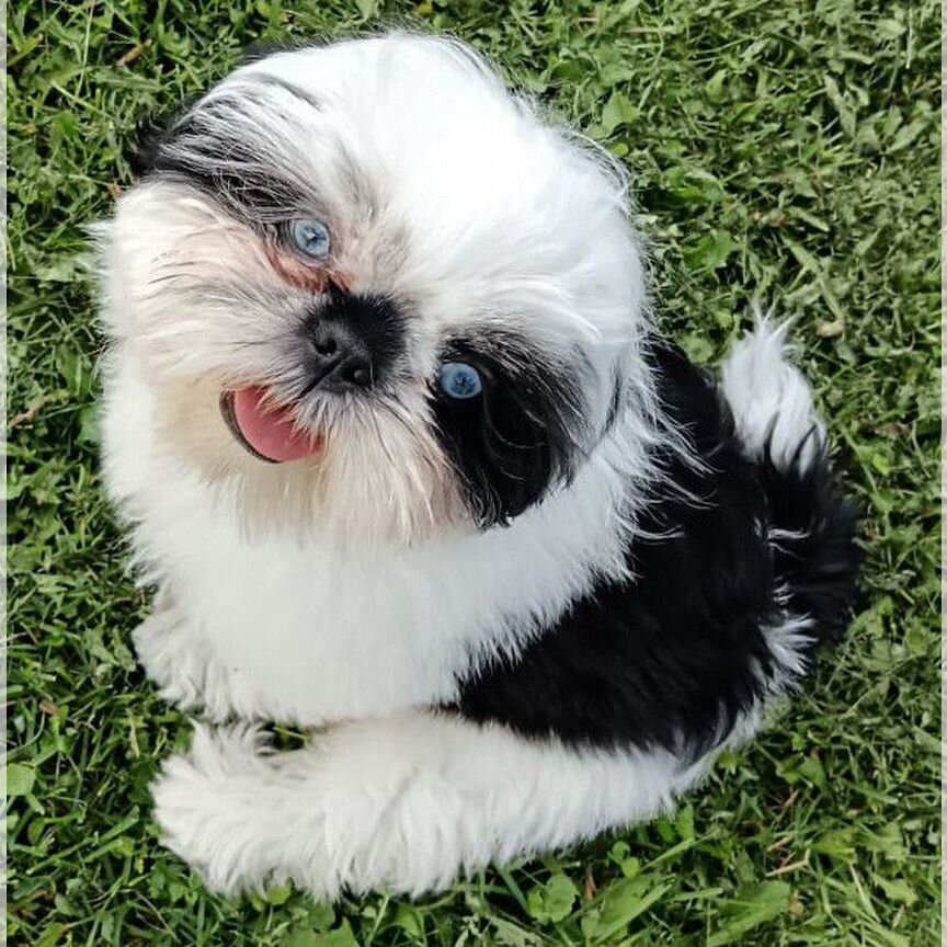 Щенки ши-тцу