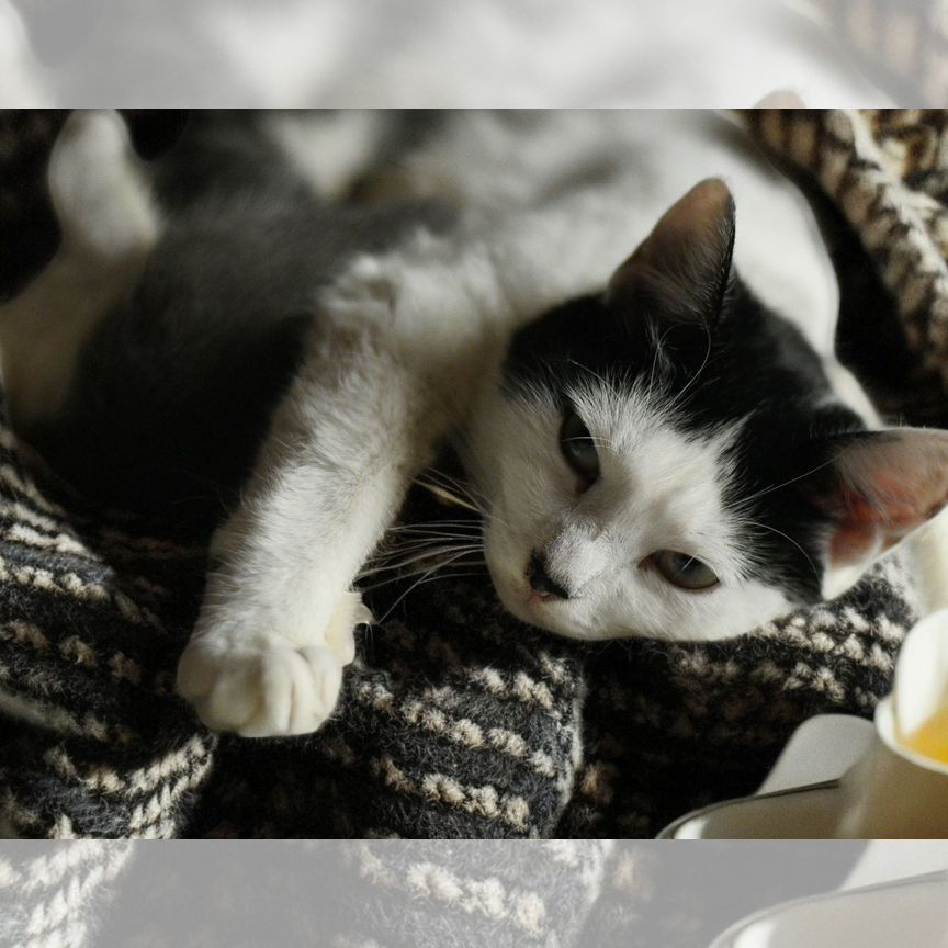 Кошка Кира в добрые руки