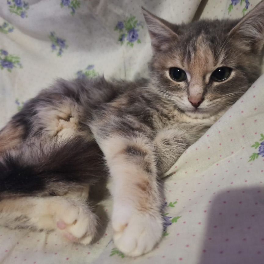 Котенок трехцветка