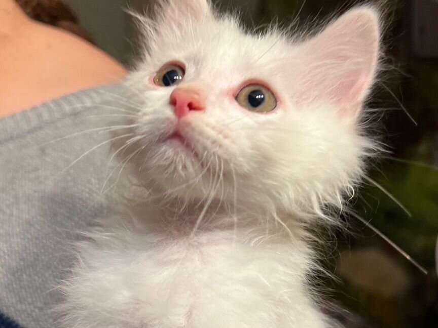 Котенок мальчик снежка 2 мес в добрые руки дар