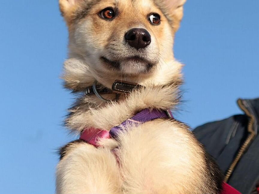 Щенок в добрые руки бесплатно