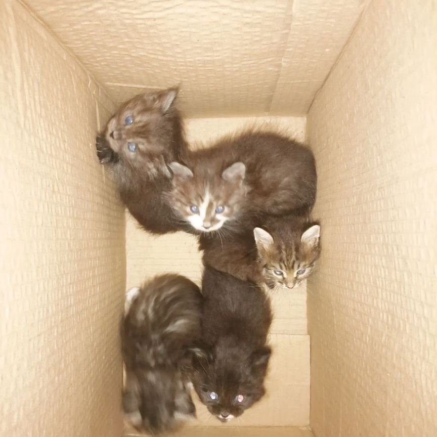 Котята в добрые руки. Котятам около месяца