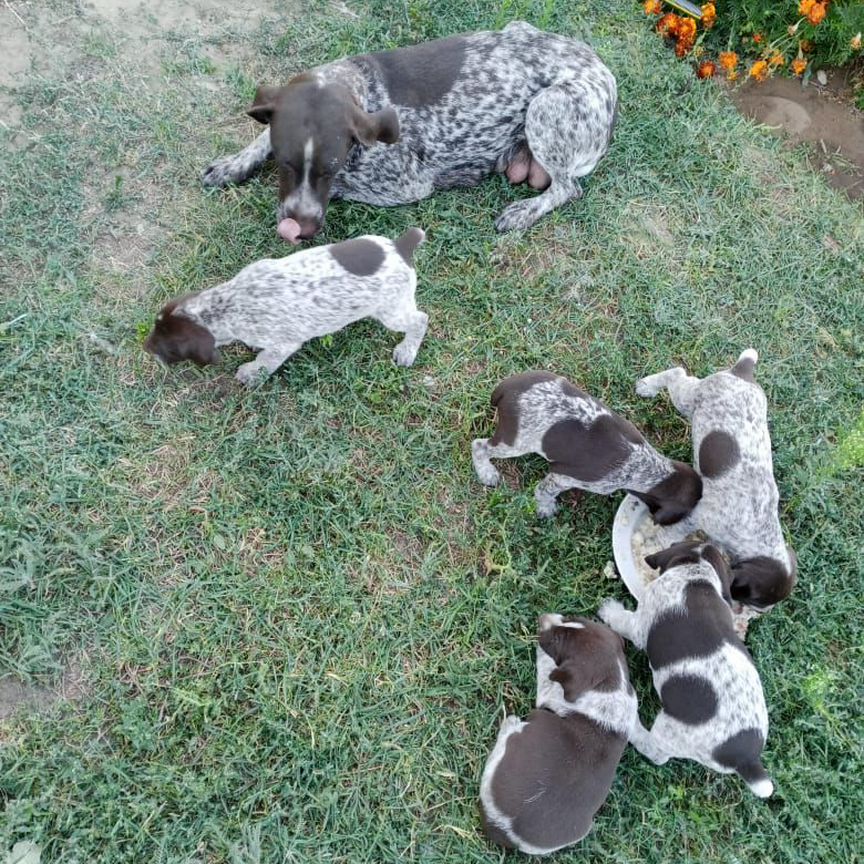 Щенки Курцхара в Волгоградской области