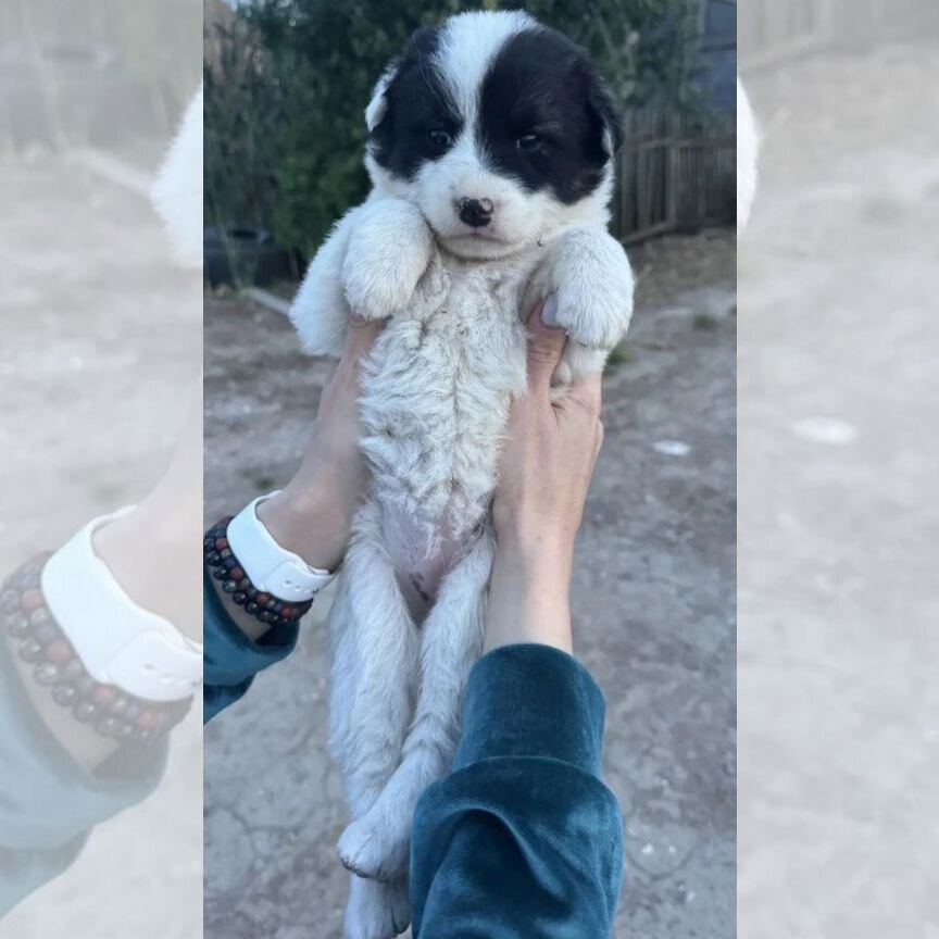 Щенок в добрые руки