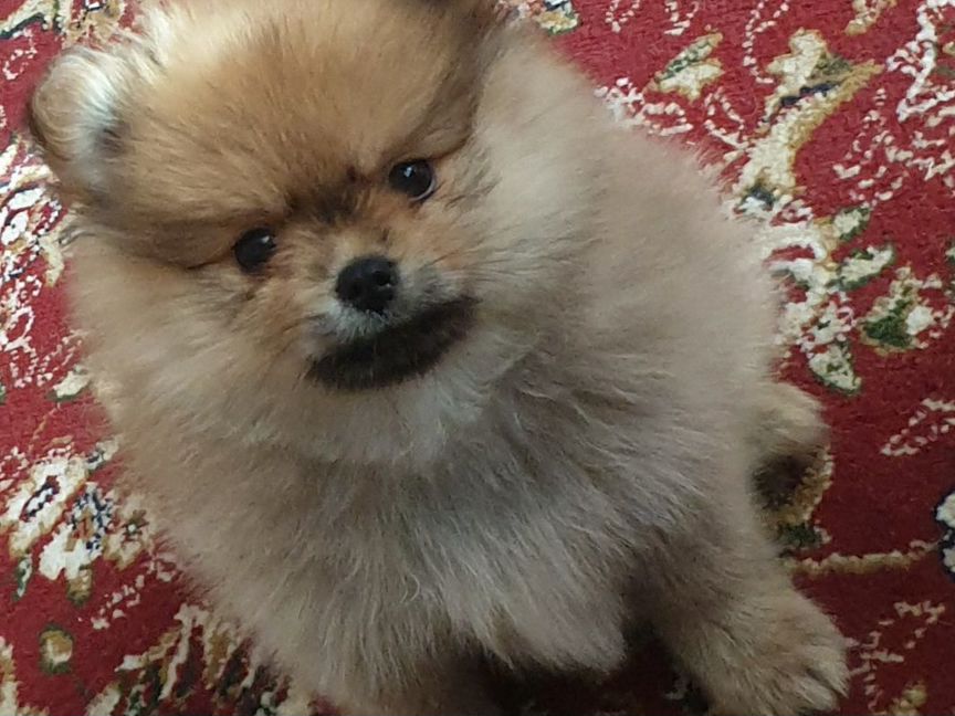 Померанский шпиц