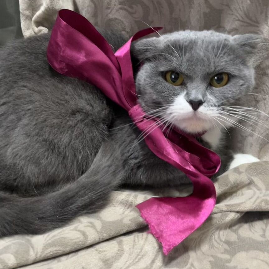 Взрослая, Девочка кошка в добрые руки