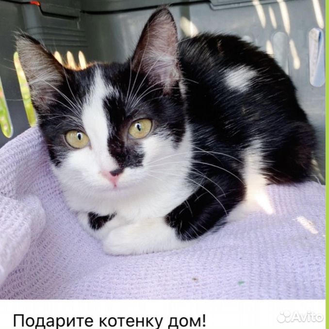 Подарите котенку дом