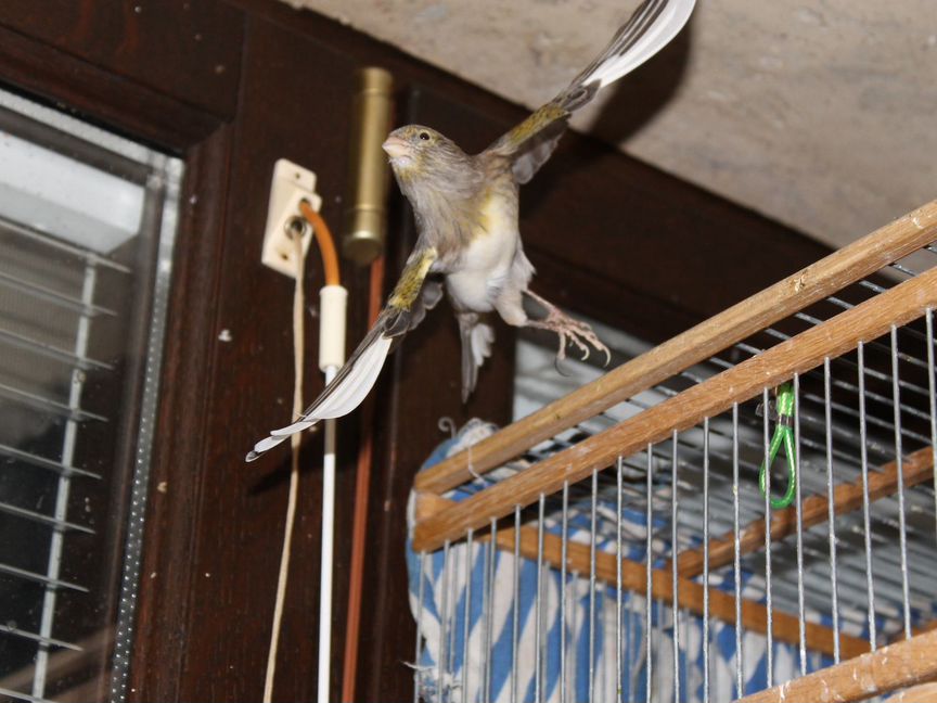 Канарейка. Самка. Травмирована лапа