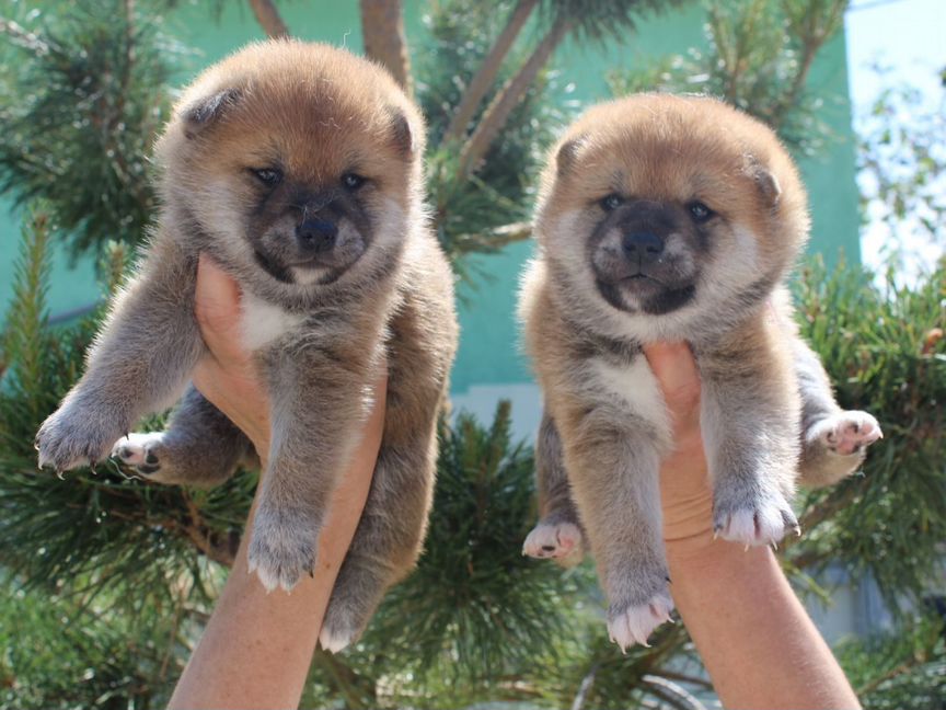 Щенки сиба ину