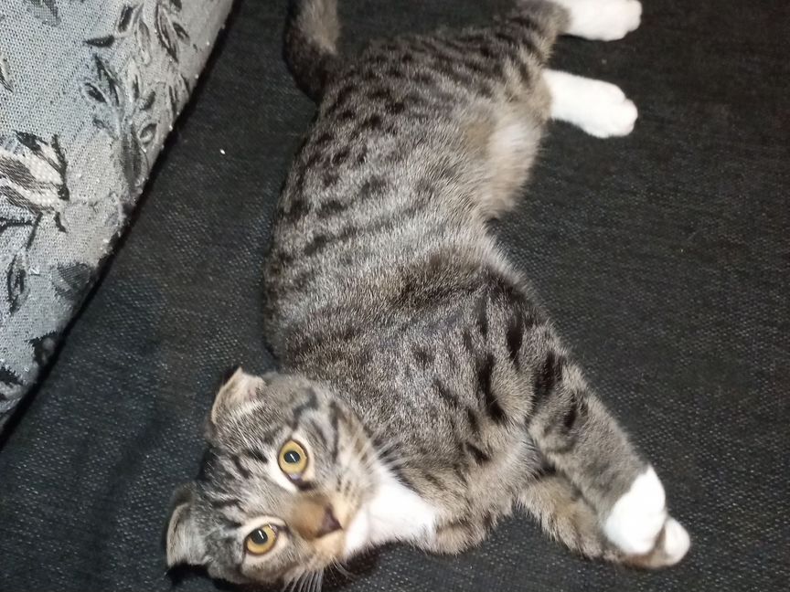 Шотландский вислоухий кот