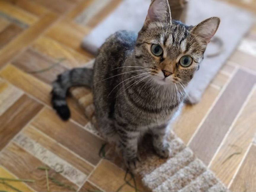 Кошка Сахарная Булочка ищет дом