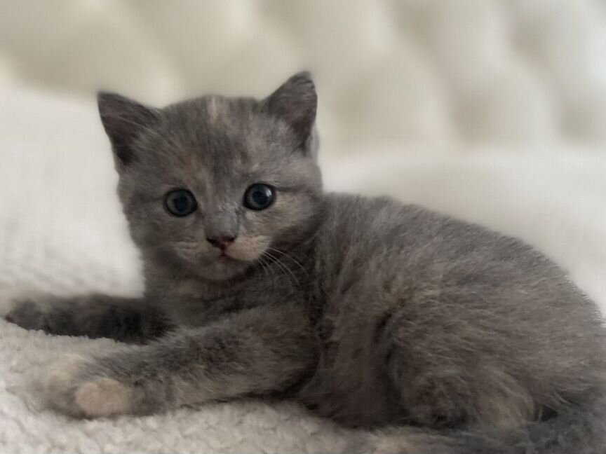 Шотландские котята