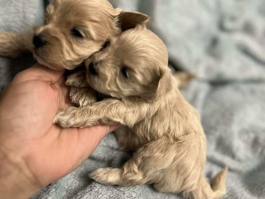 Мальтипу Ф1 мини