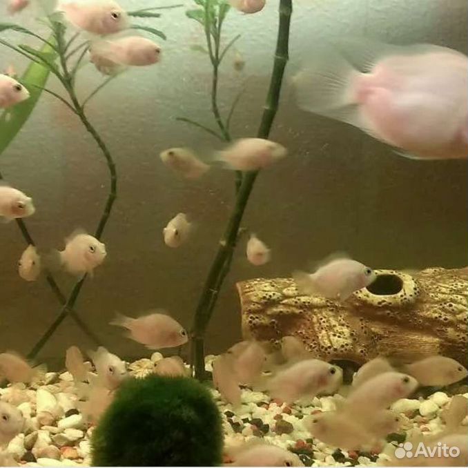 Мальки Цихлазомы Альбиноса