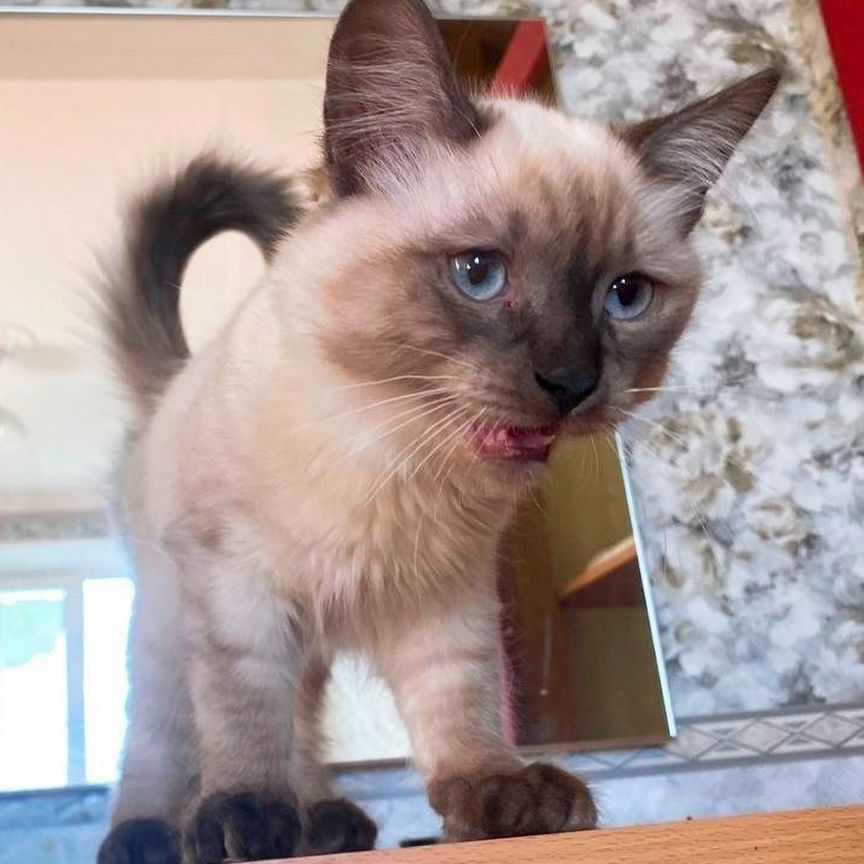 Тайский котёнок