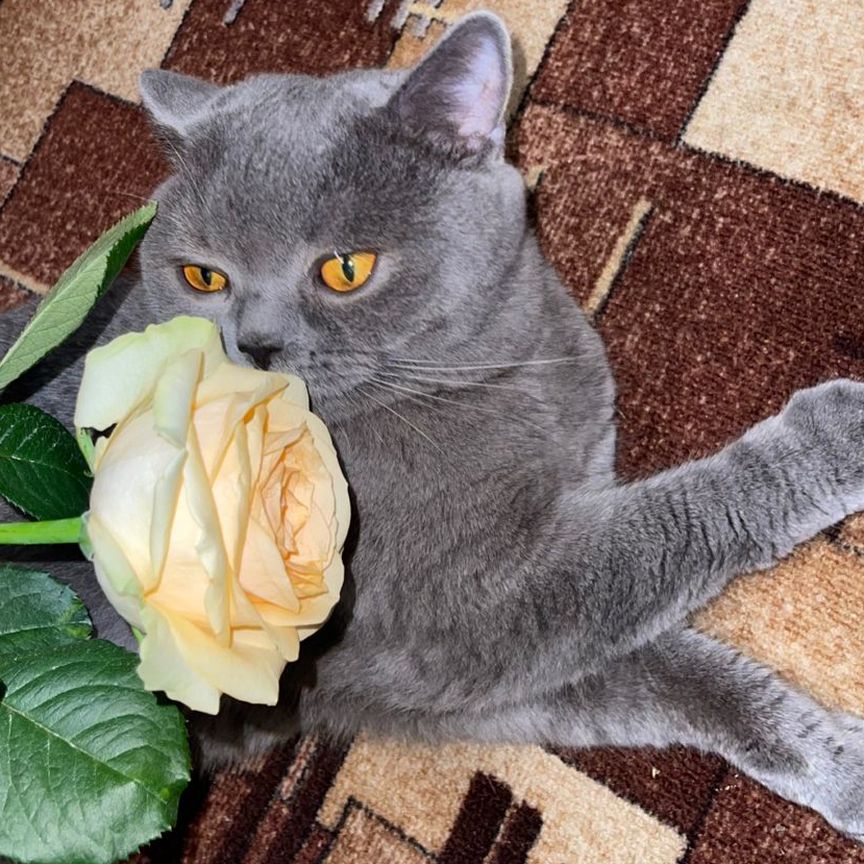 Шотландский кот вязка