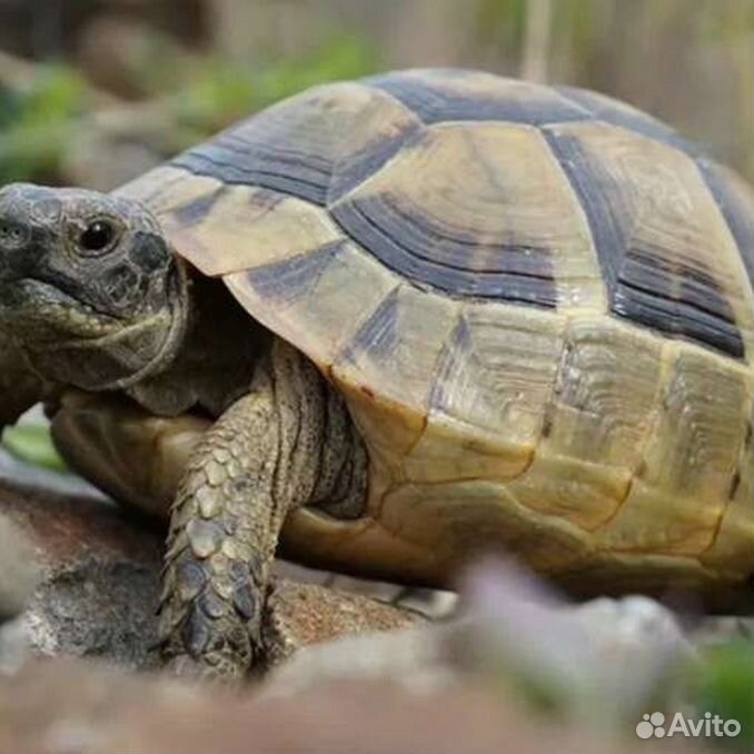 Сухопутные черепашки