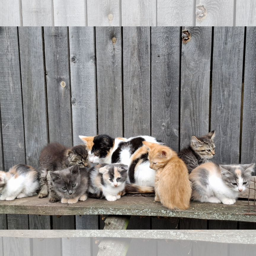 Котята ищут дом)