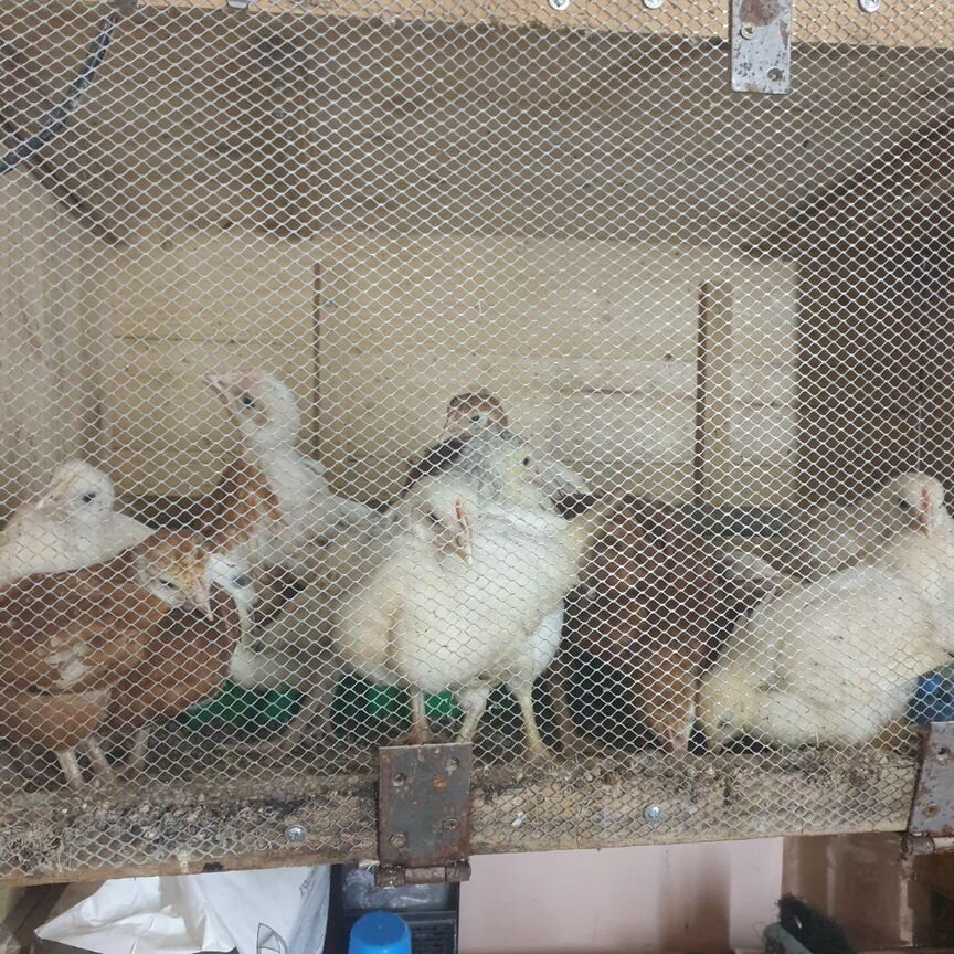 Цыплята несушки