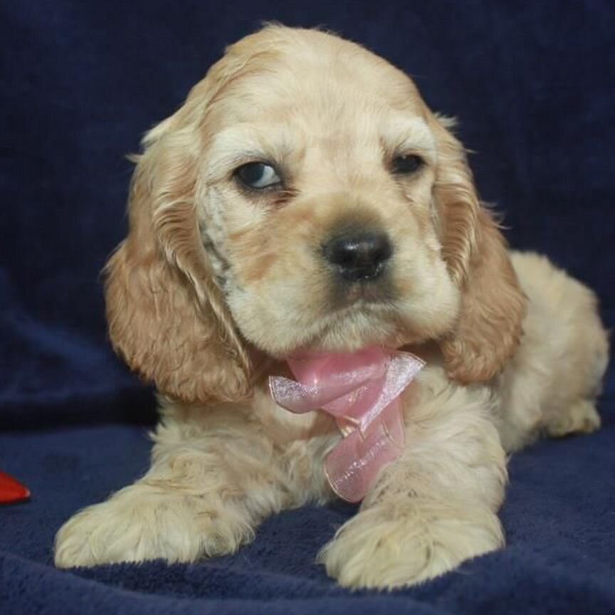 Щенки Американского кокер спаниеля