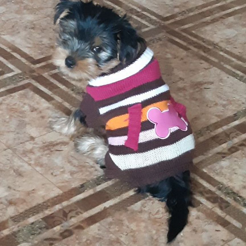 Вязаный комбинезон для собачки