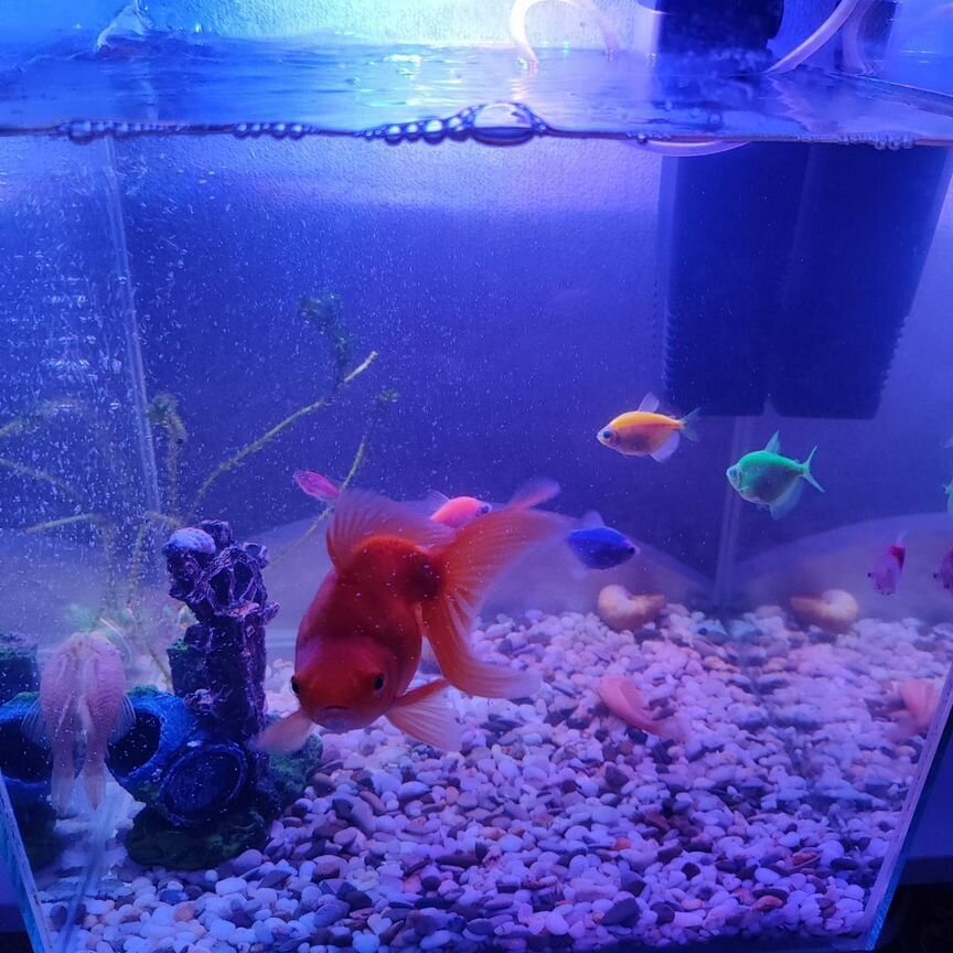 Аквариум с рыбками 25 л