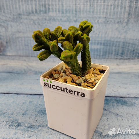 Crassula Pyramidalis Compacta (Крассула) (sct29985 купить в Санкт ...
