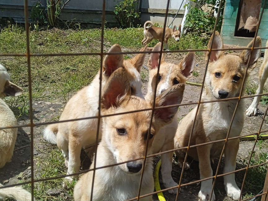 Западно сибирская лайка