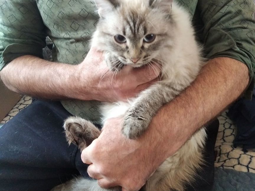 Котики породистые