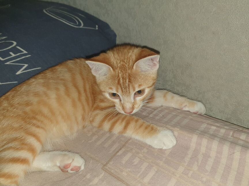 Отдам котенка