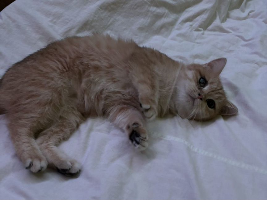 Кошка британская шиншилла